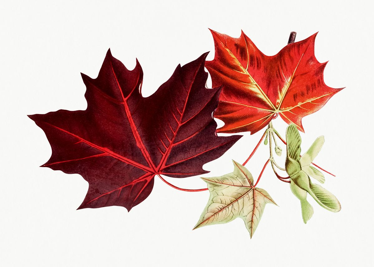 'Red Maple Leaves' Poster, picture, metal print, paint by Mango Art ...