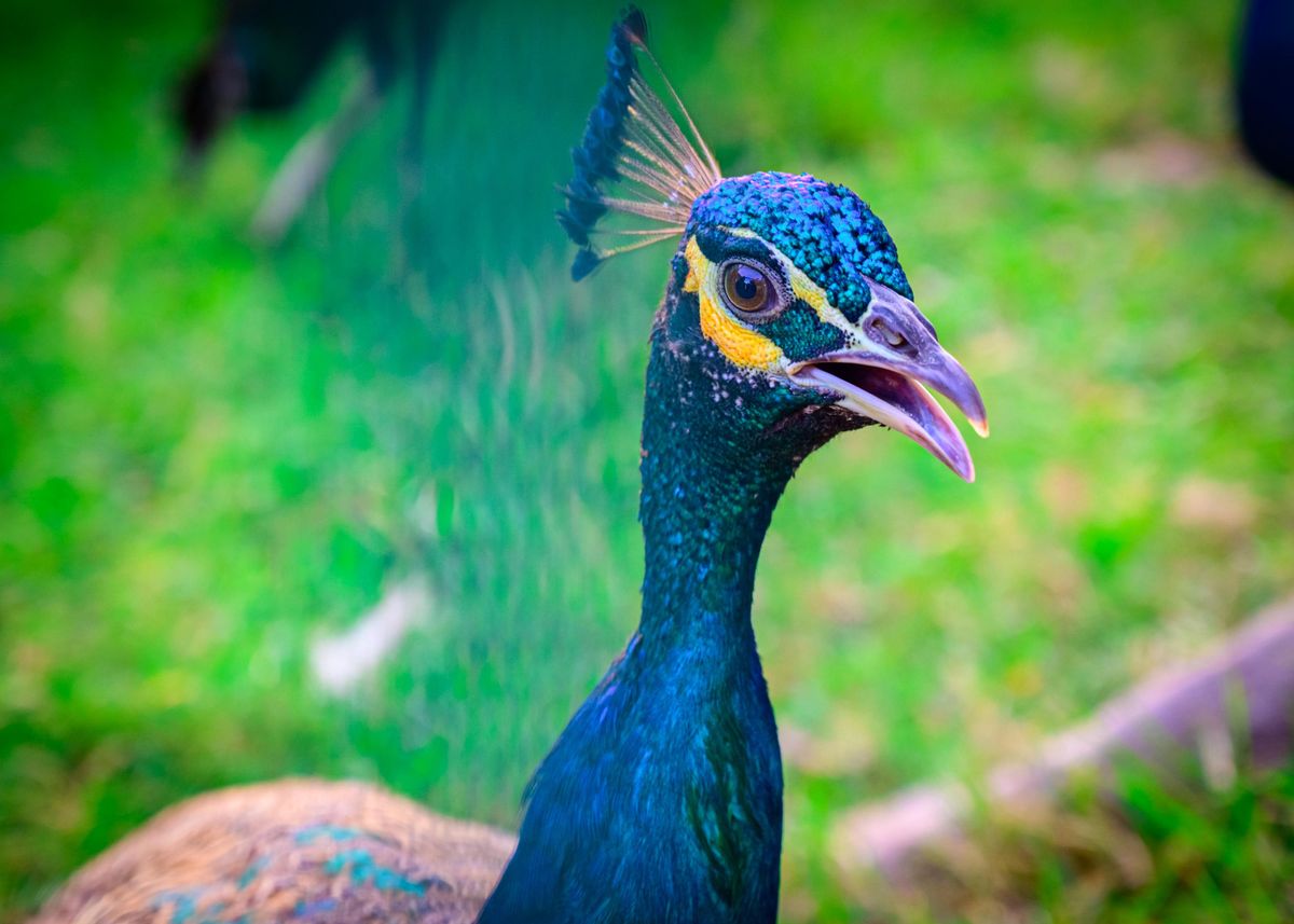 'Peacocks ' Poster, picture, metal print, paint by Wissam Chehade ...