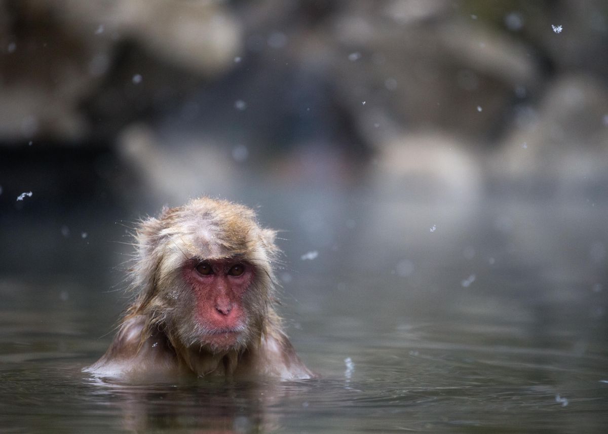 'Taking a dip' Poster, picture, metal print, paint by Sam Brady | Displate