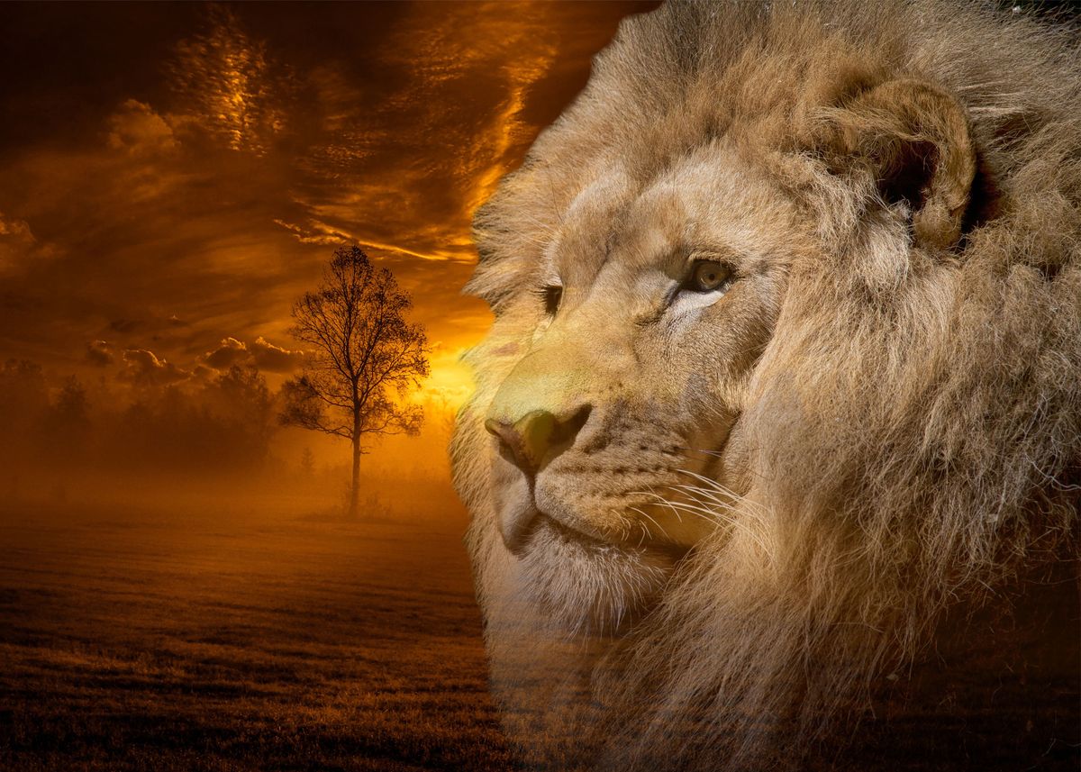 'Lion and Sunset' Poster, picture, metal print, paint by Erika ...