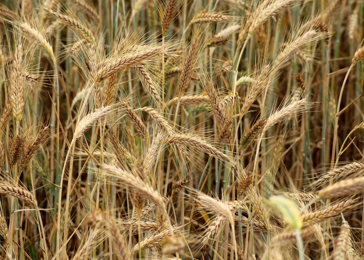 'barley' Poster, picture, metal print, paint by Soft Brush | Displate