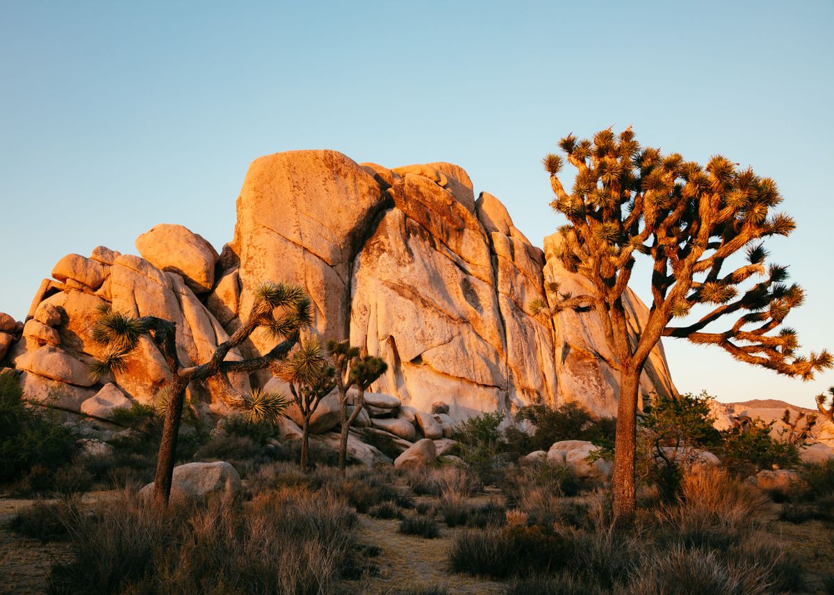 'Joshua Tree National Park' Poster, picture, metal print, paint by ...