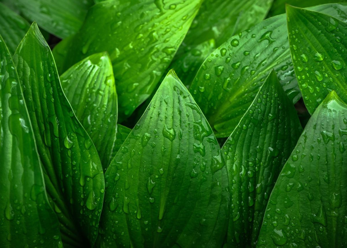 'leaf broadleaf wet' Poster, picture, metal print, paint by Amazing ...