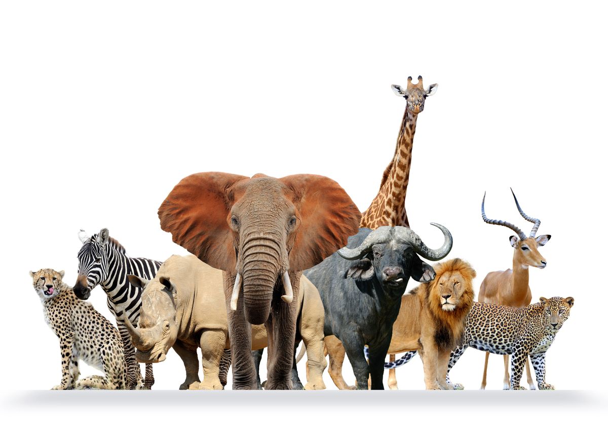 'African safari animals' Poster, picture, metal print, paint by ...