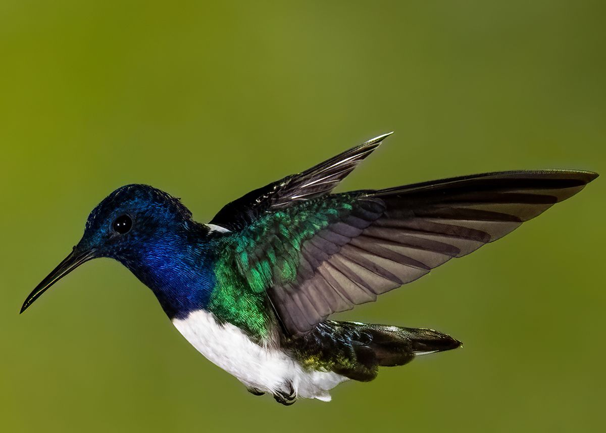 'White Necked Jacobian ' Poster, picture, metal print, paint by Joe ...