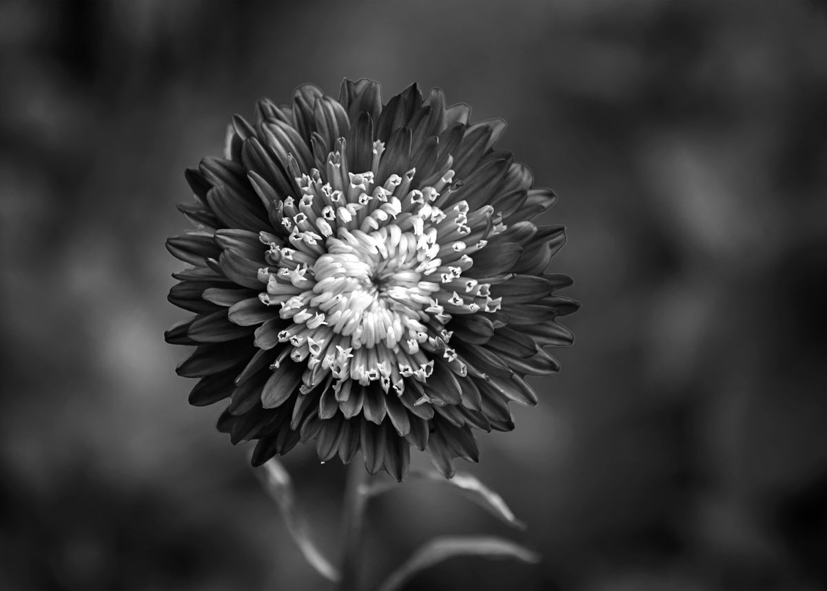 'flower of aster' Poster, picture, metal print, paint by Eduard ...