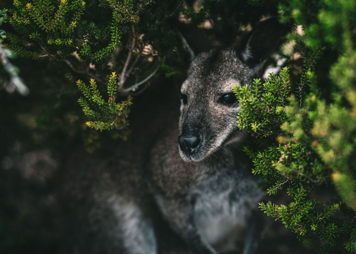 'Hiding Wallaby' Poster, picture, metal print, paint by Pynot | Displate