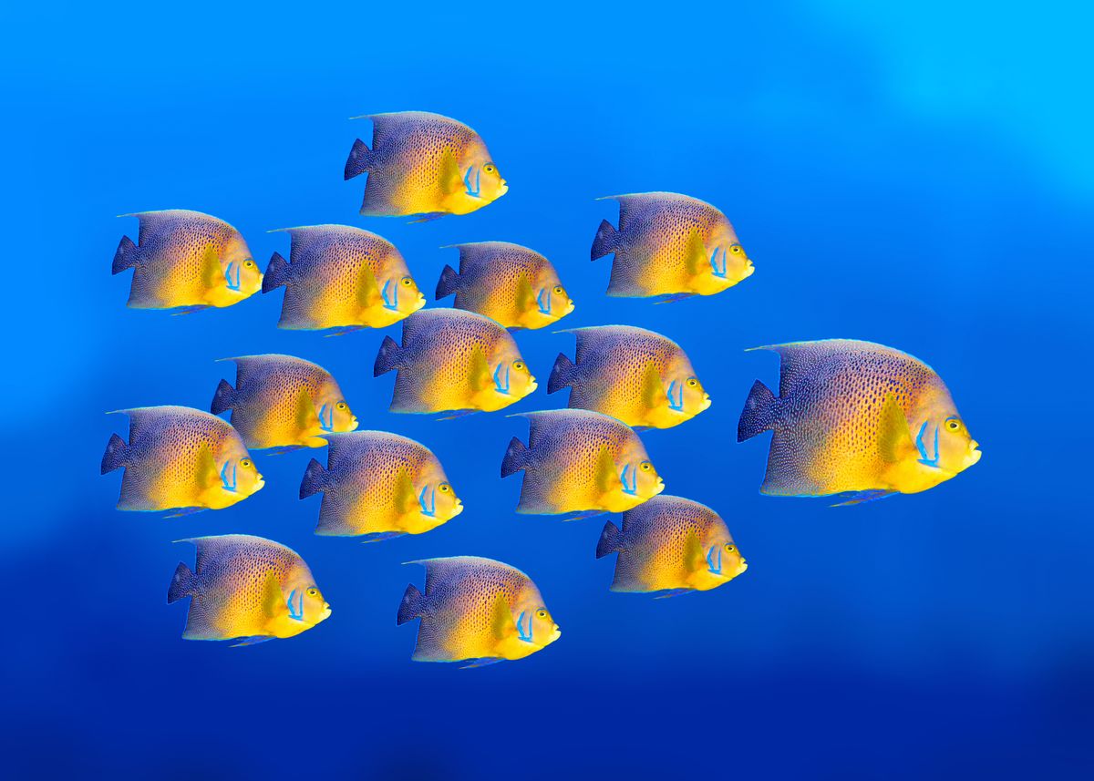 'Bright Yellow Angelfish' Poster, picture, metal print, paint by PIPA ...