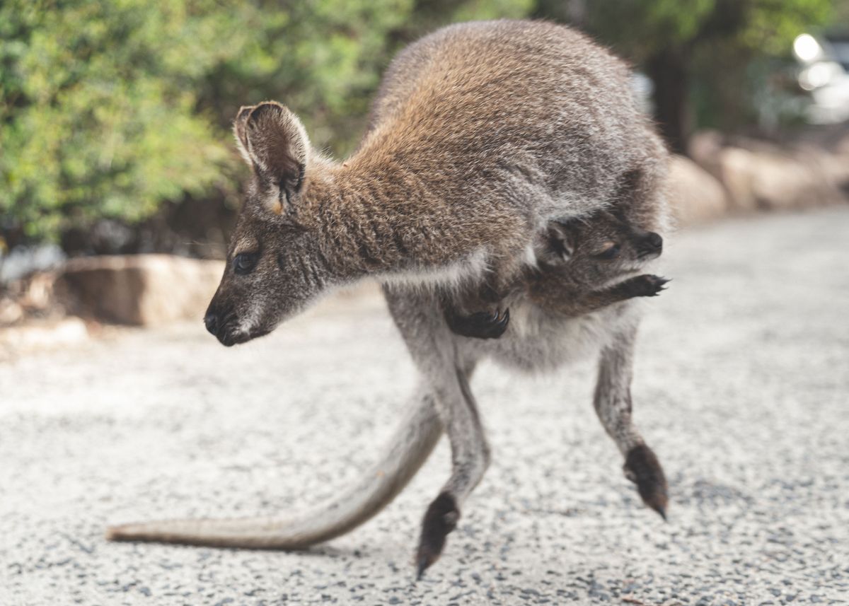 'Wallaby and Baby' Poster, picture, metal print, paint by Pynot | Displate