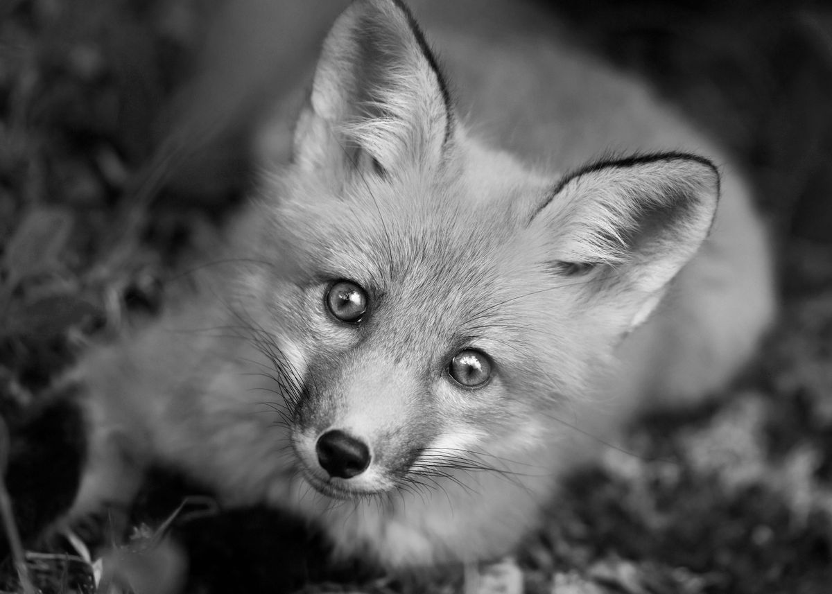 'Black and White Baby Fox' Poster, picture, metal print, paint by PIPA ...
