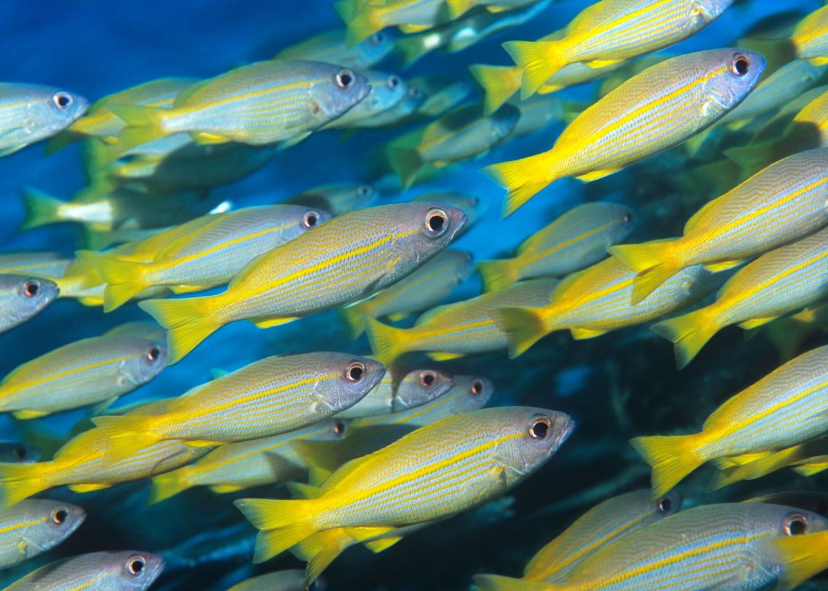 'School of Yellow Fish' Poster, picture, metal print, paint by PIPA ...