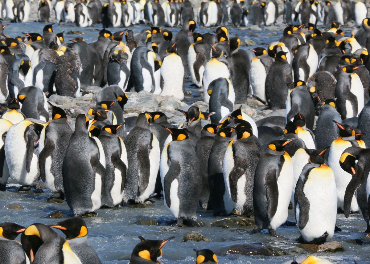 'Penguin Waddle' Poster, picture, metal print, paint by Leila Studio ...