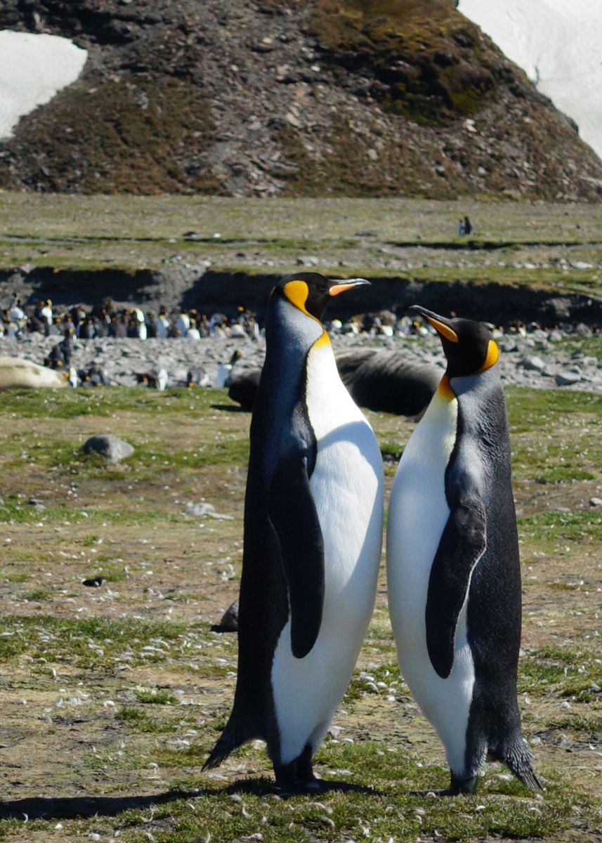 'Two Standing Penguins' Poster by Leila Studio | Displate