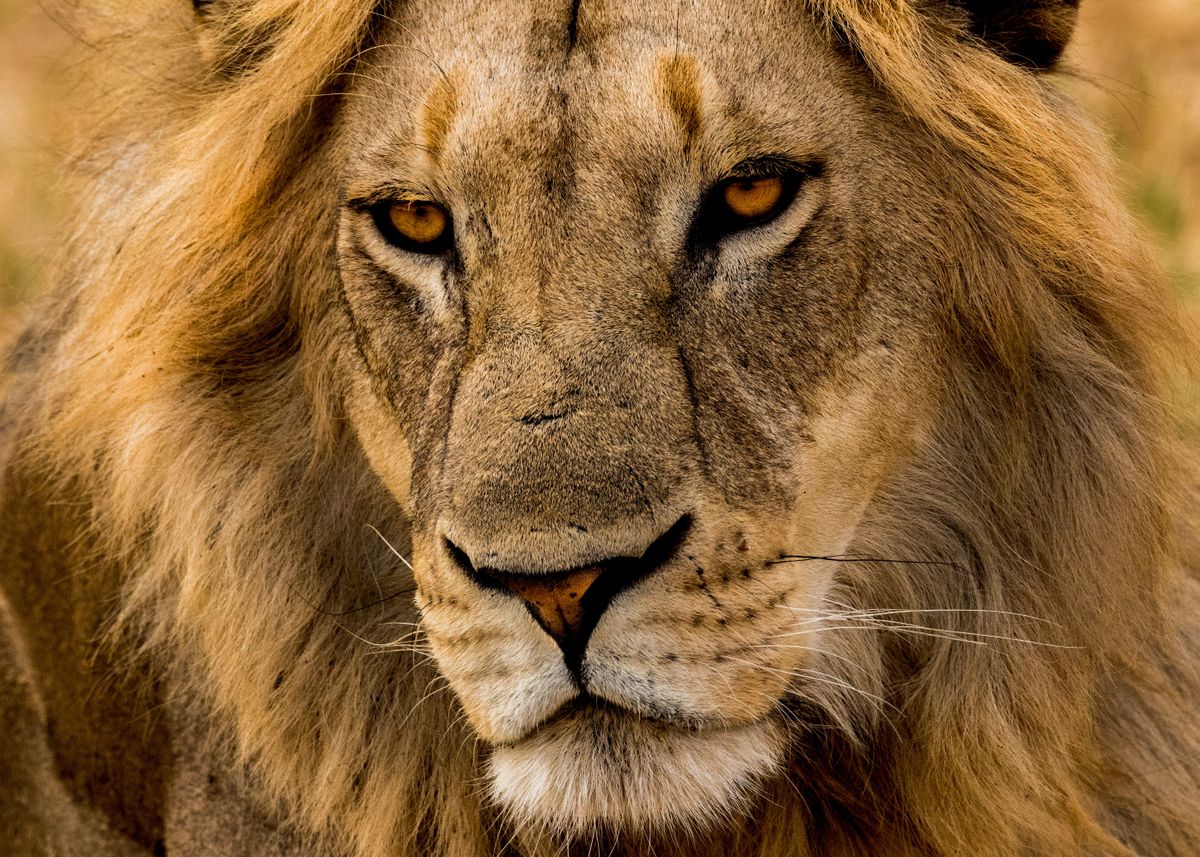 'Unfathomable Eyes ' Poster, picture, metal print, paint by Joe ...