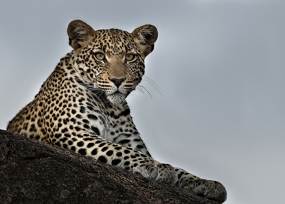 'This is my turf' Poster, picture, metal print, paint by Joe OConnell ...