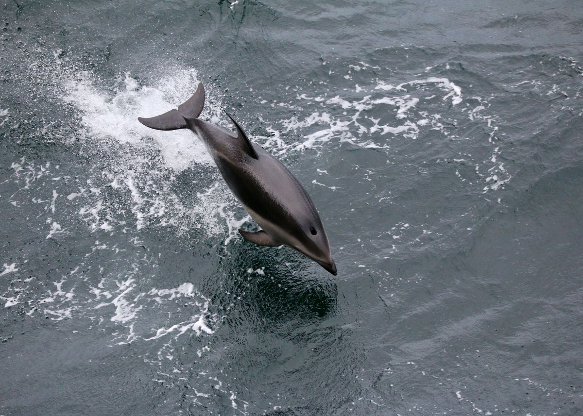 'Dolphin in cold Antarctica' Poster, picture, metal print, paint by ...