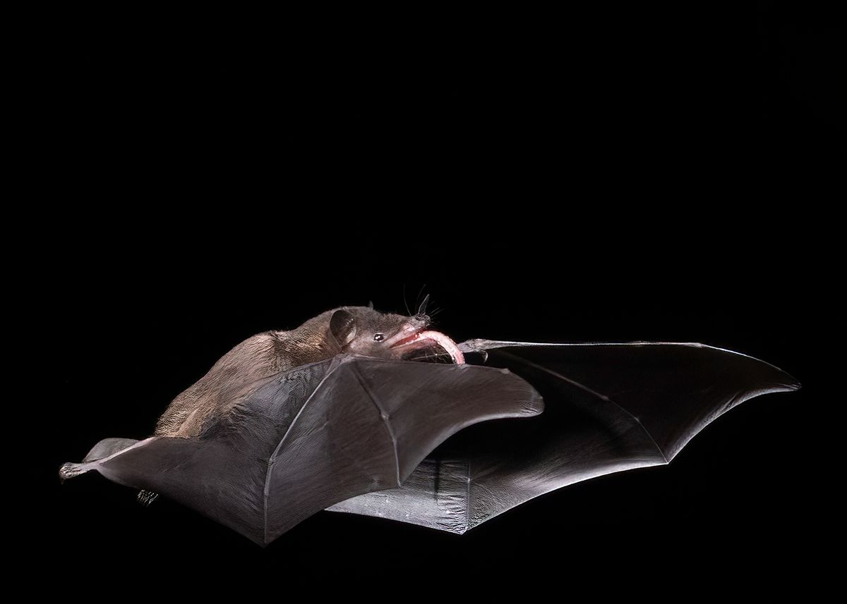 'Long Tongued Bat' Poster, picture, metal print, paint by Joe OConnell ...