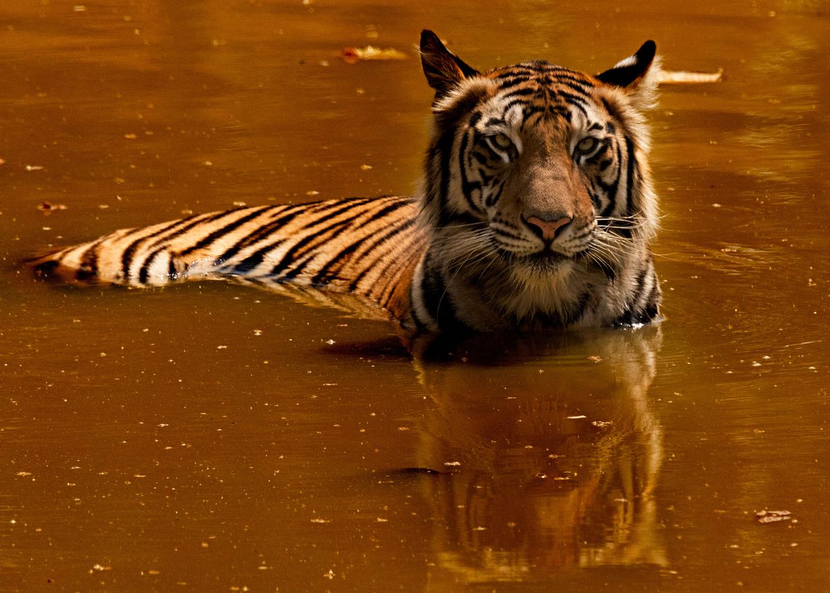 'Tiger Just Chilling' Poster, picture, metal print, paint by Joe ...