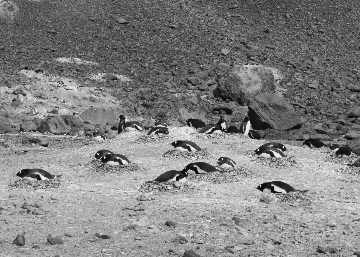 'Penguin Colony' Poster, picture, metal print, paint by Leila Studio ...