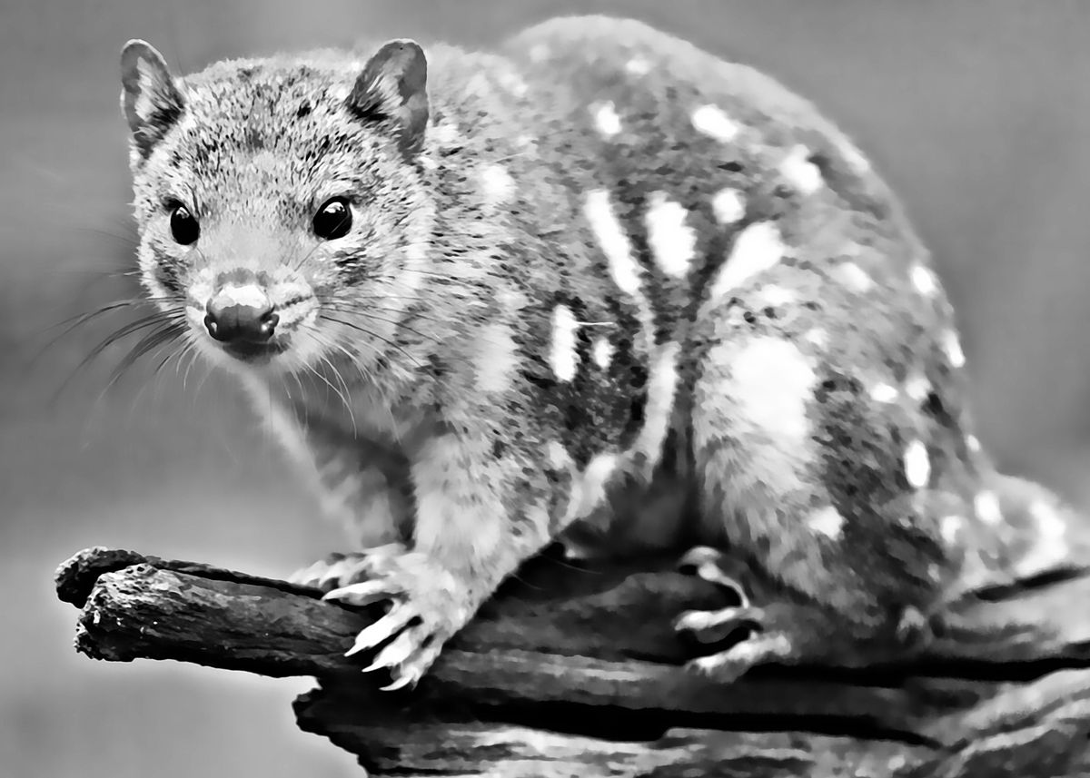 'quoll animal nature' Poster, picture, metal print, paint by PENGDUA ...