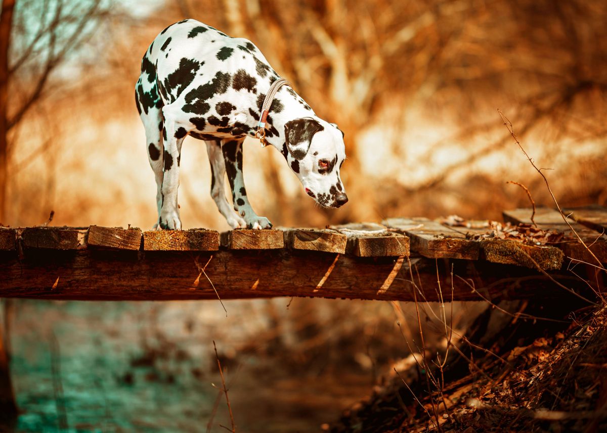 'DOG DALMATION' Poster, picture, metal print, paint by PRIMNEPTI LERT ...