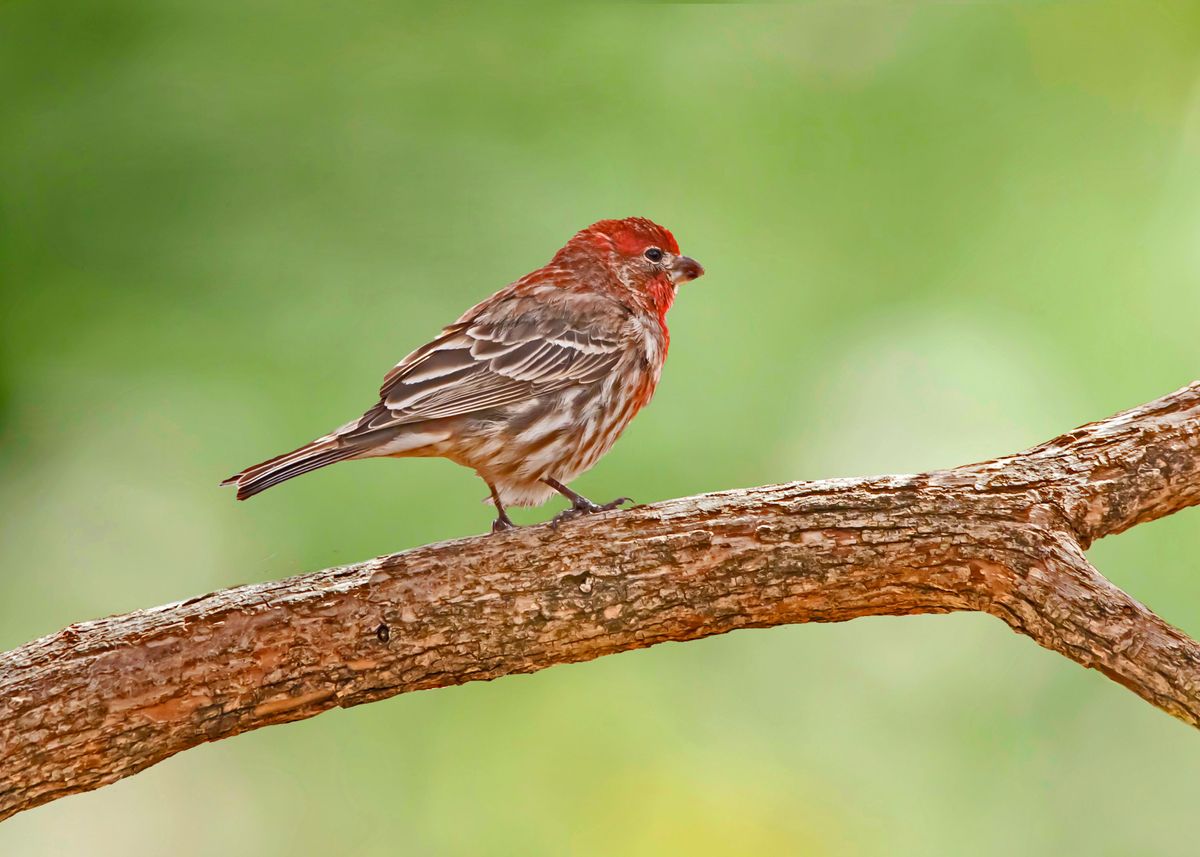'Male house finch ' Poster, picture, metal print, paint by Katie ...