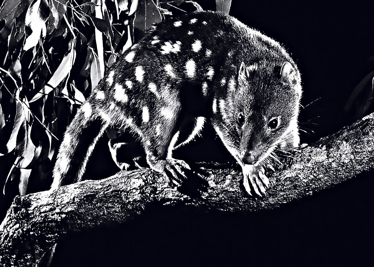 'quoll cute ' Poster, picture, metal print, paint by PENGDUA XYZ | Displate