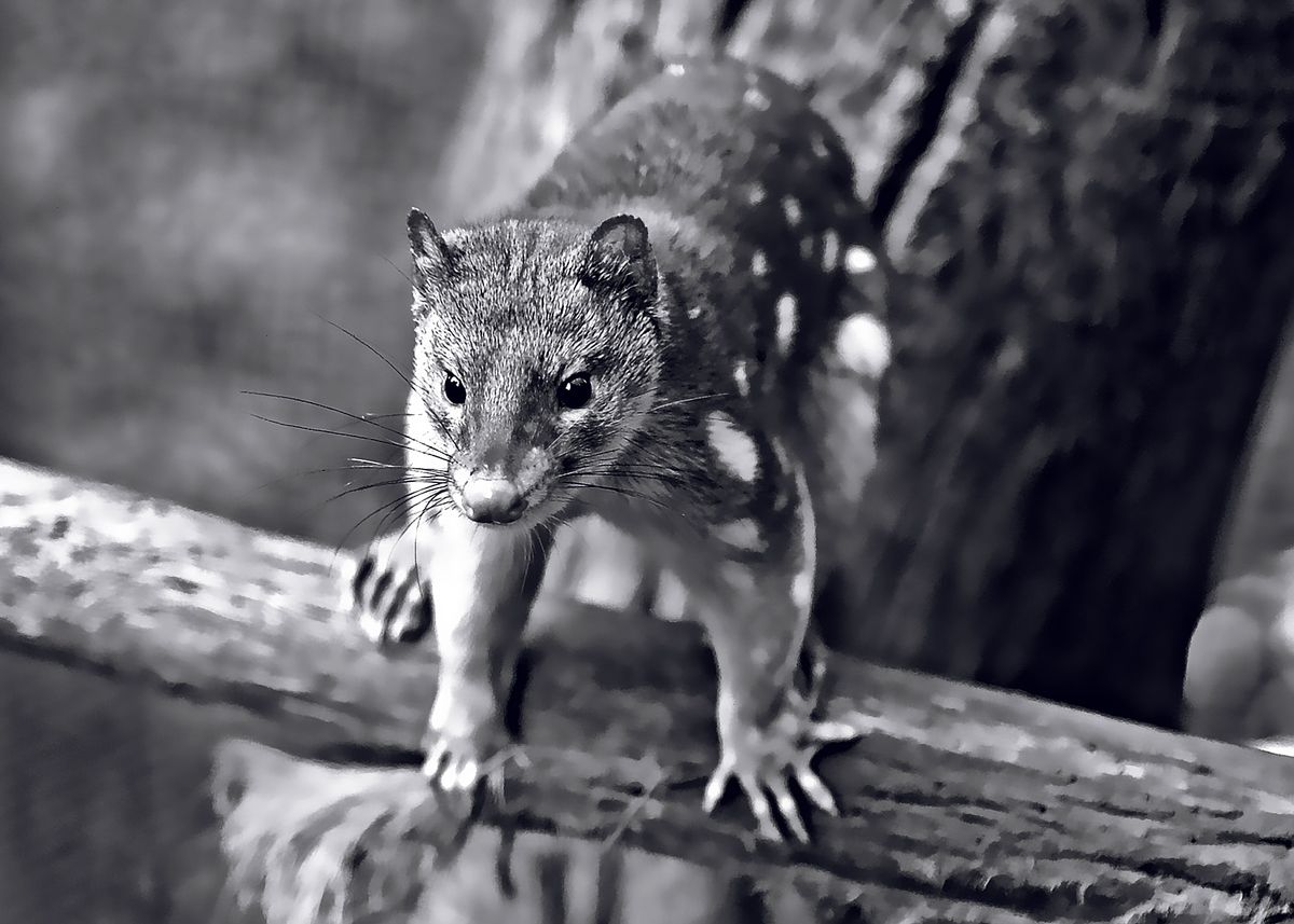 'quoll cute ' Poster, picture, metal print, paint by PENGDUA XYZ | Displate