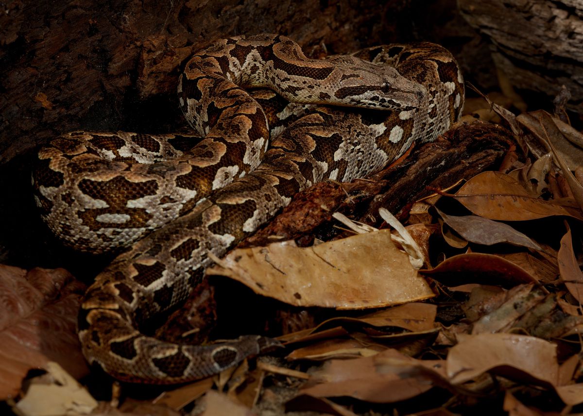 'Demirls Boa Constrictor' Poster, picture, metal print, paint by Joe ...