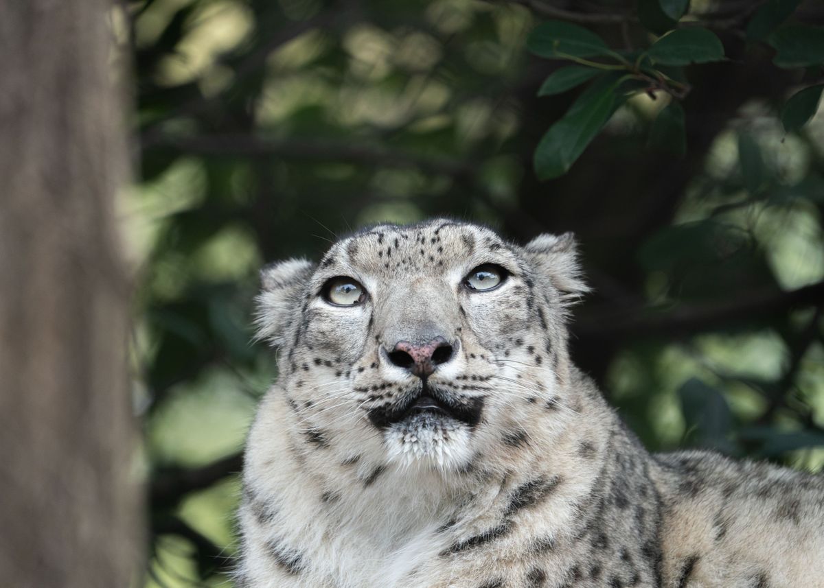 'panther' Poster, picture, metal print, paint by Anthony C | Displate