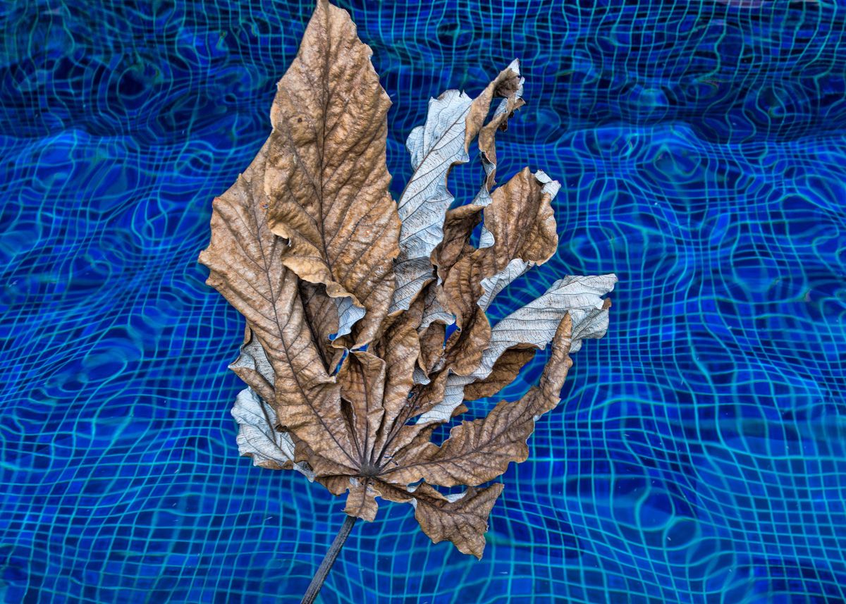 'Dry Leaf Pattern Pool' Poster, picture, metal print, paint by Jonathan ...