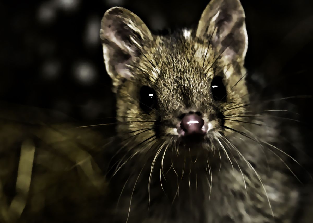 'quoll' Poster, picture, metal print, paint by PENGDUA XYZ | Displate