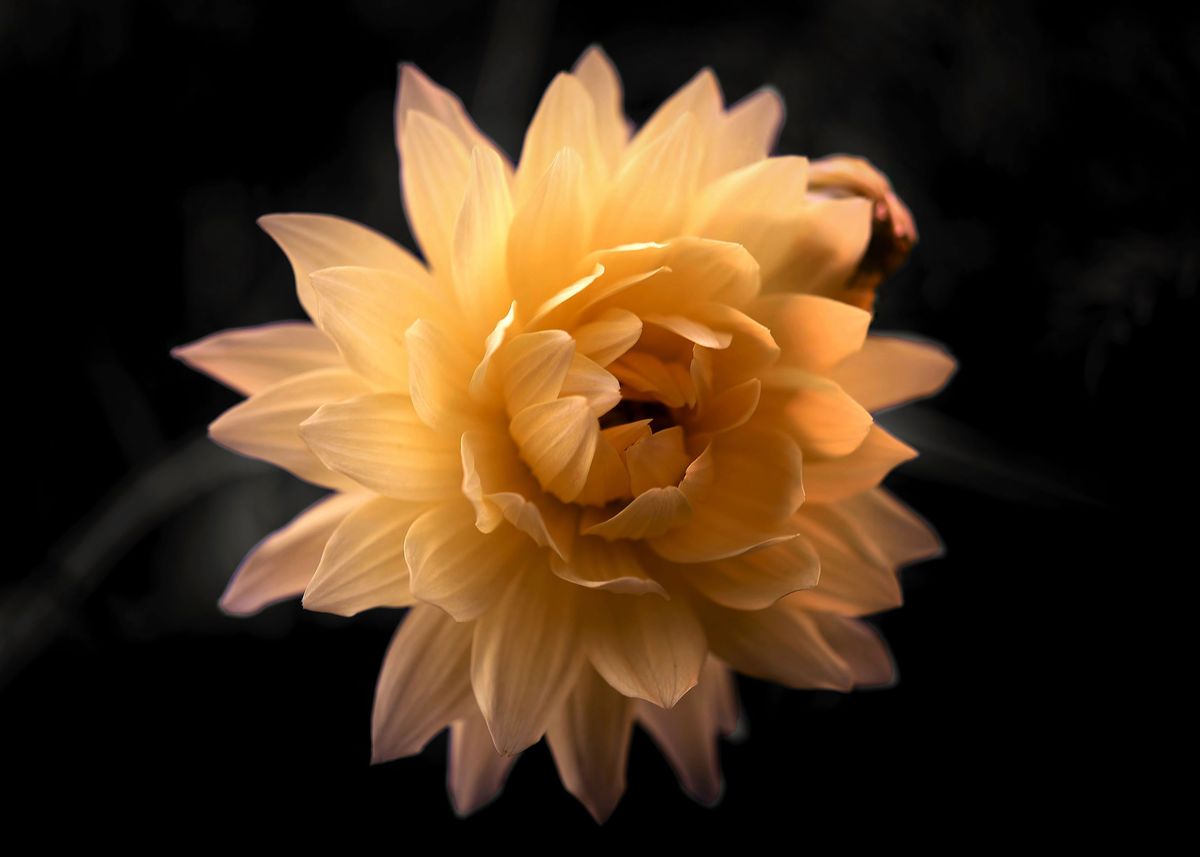 'Golden flower' Poster, picture, metal print, paint by Fredrik Lindblom ...