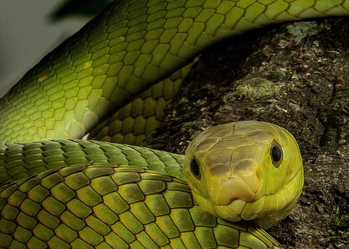 'Eastern Green Mamba ' Poster, picture, metal print, paint by Joe ...