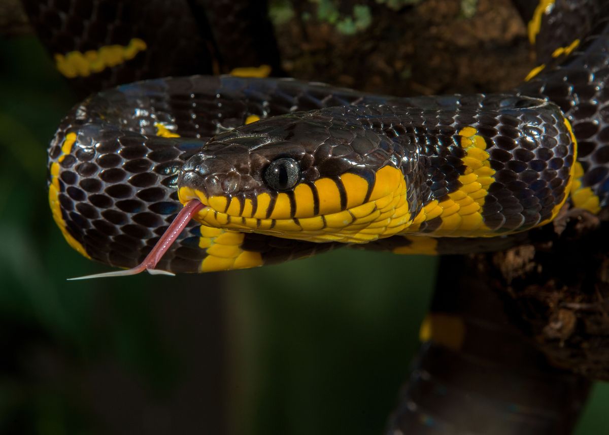 'Mangrove Snake Portrait' Poster, picture, metal print, paint by Joe ...