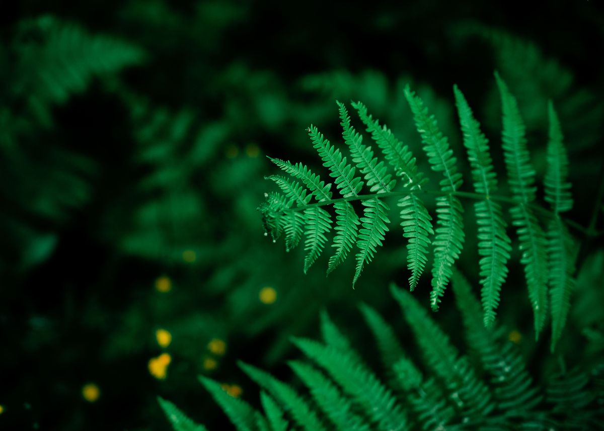 'Fern' Poster, picture, metal print, paint by Alexandra A | Displate