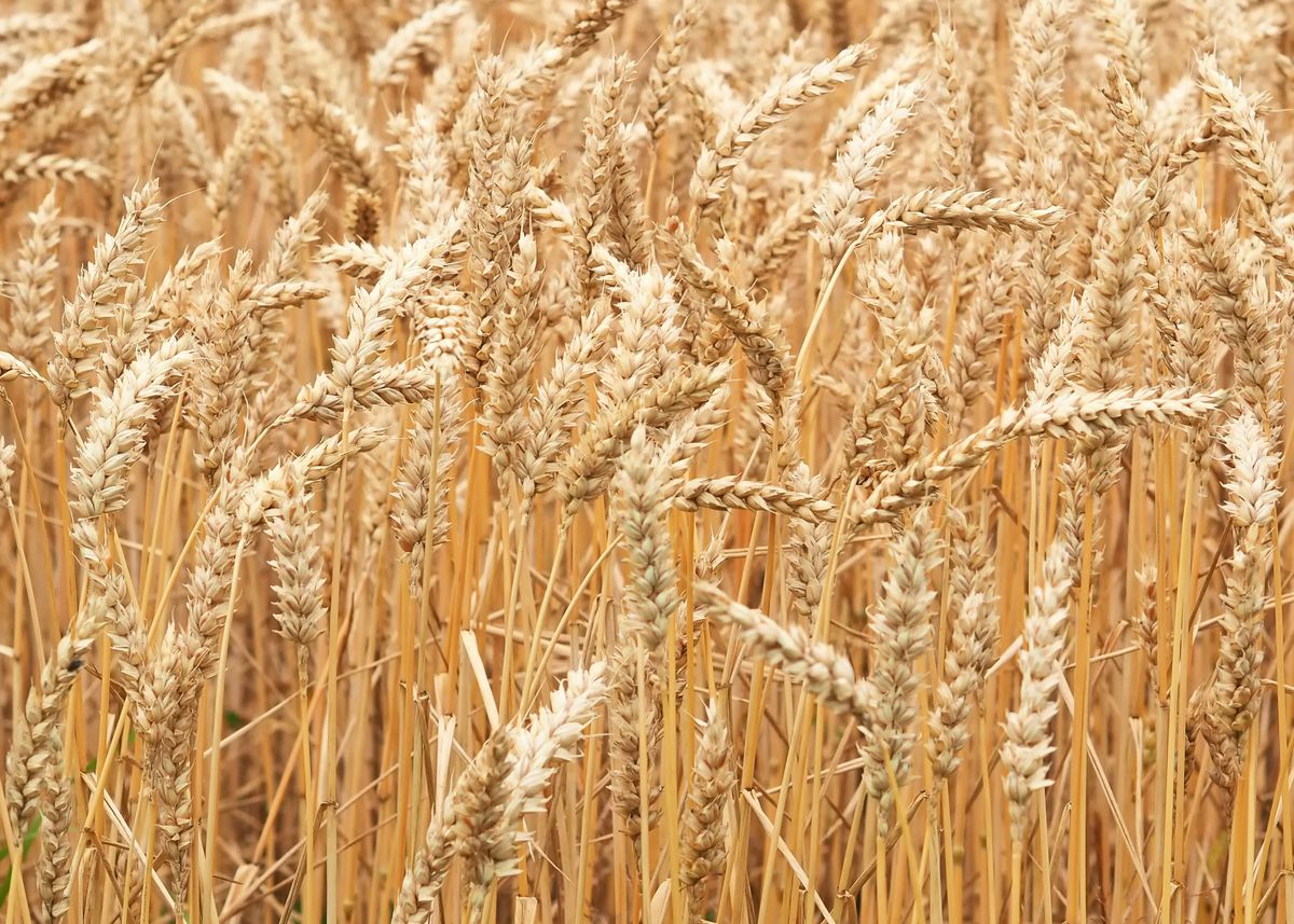 'wheat' Poster, picture, metal print, paint by Soft Brush | Displate