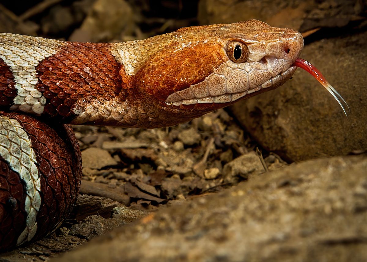 'Trans Pecos Copperhead ' Poster, picture, metal print, paint by Joe ...
