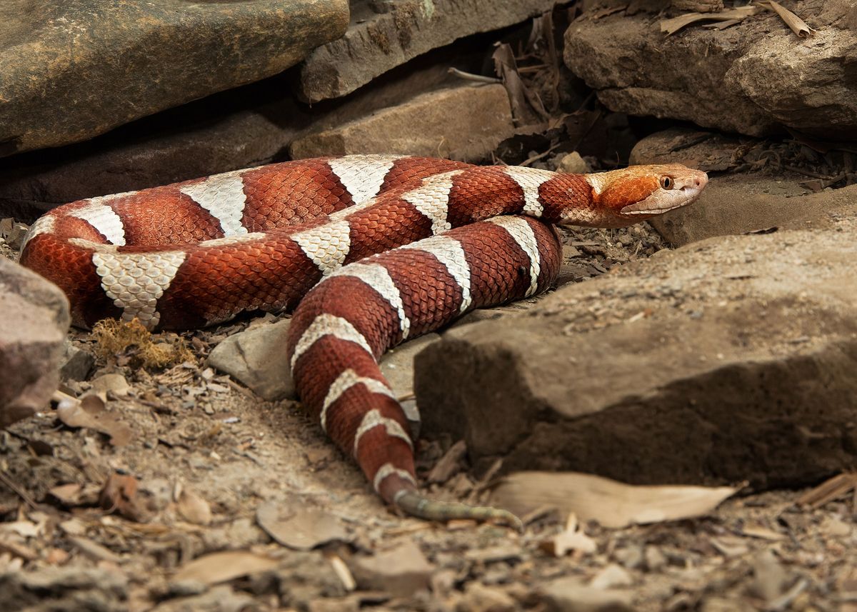 'Wary Copperhead' Poster, picture, metal print, paint by Joe OConnell ...