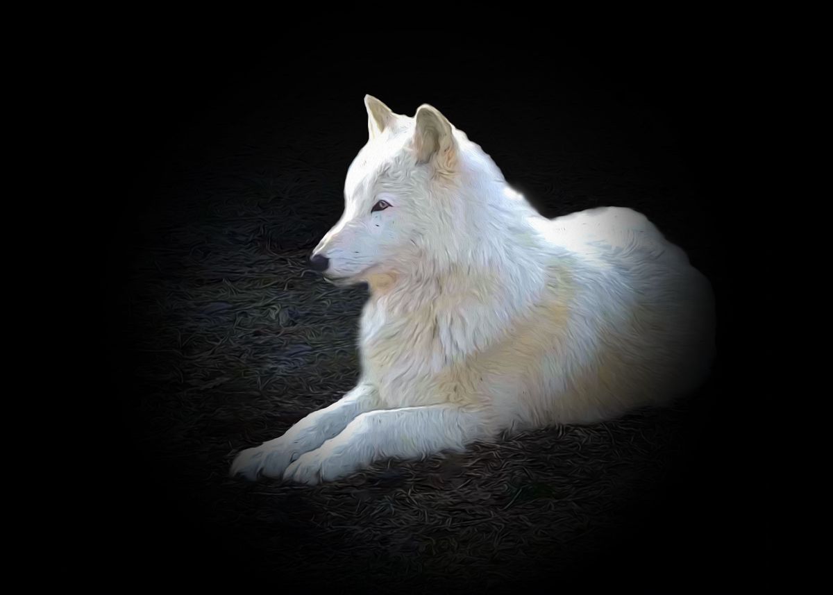 'White wolf' Poster, picture, metal print, paint by Gyula Gvardián ...