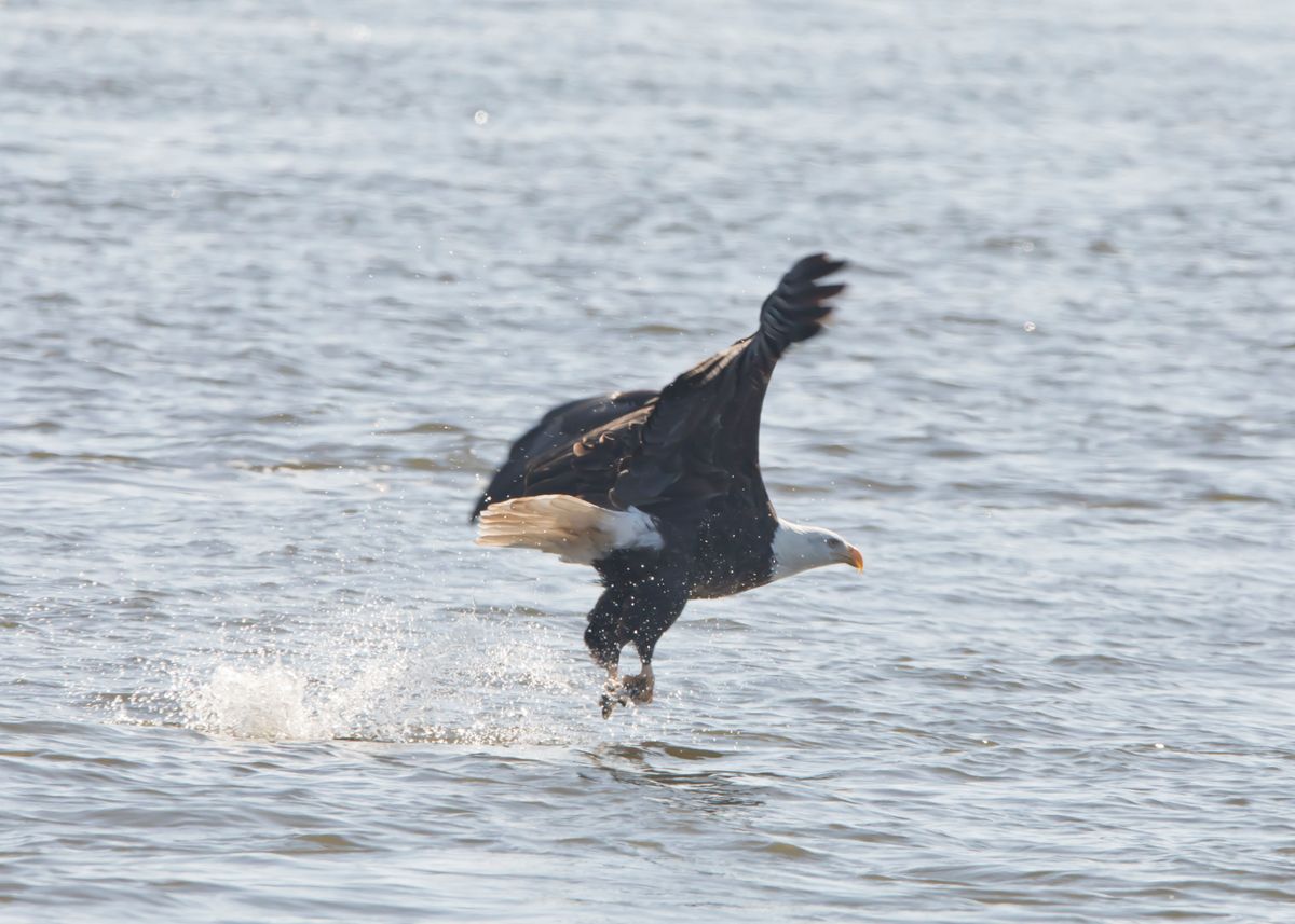 'Eagle splashing in water' Poster, picture, metal print, paint by Katie ...