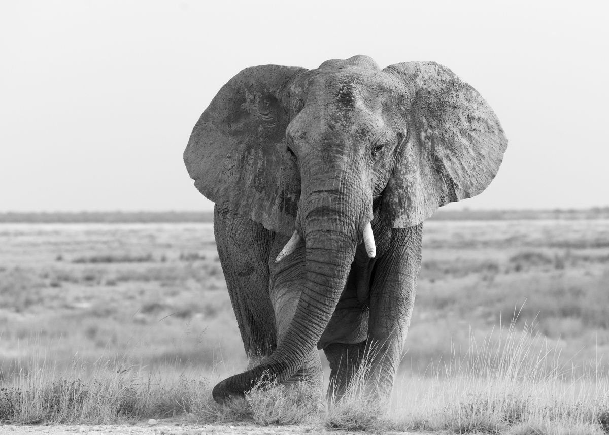 'Wild elephant in Namibia' Poster, picture, metal print, paint by Félix ...