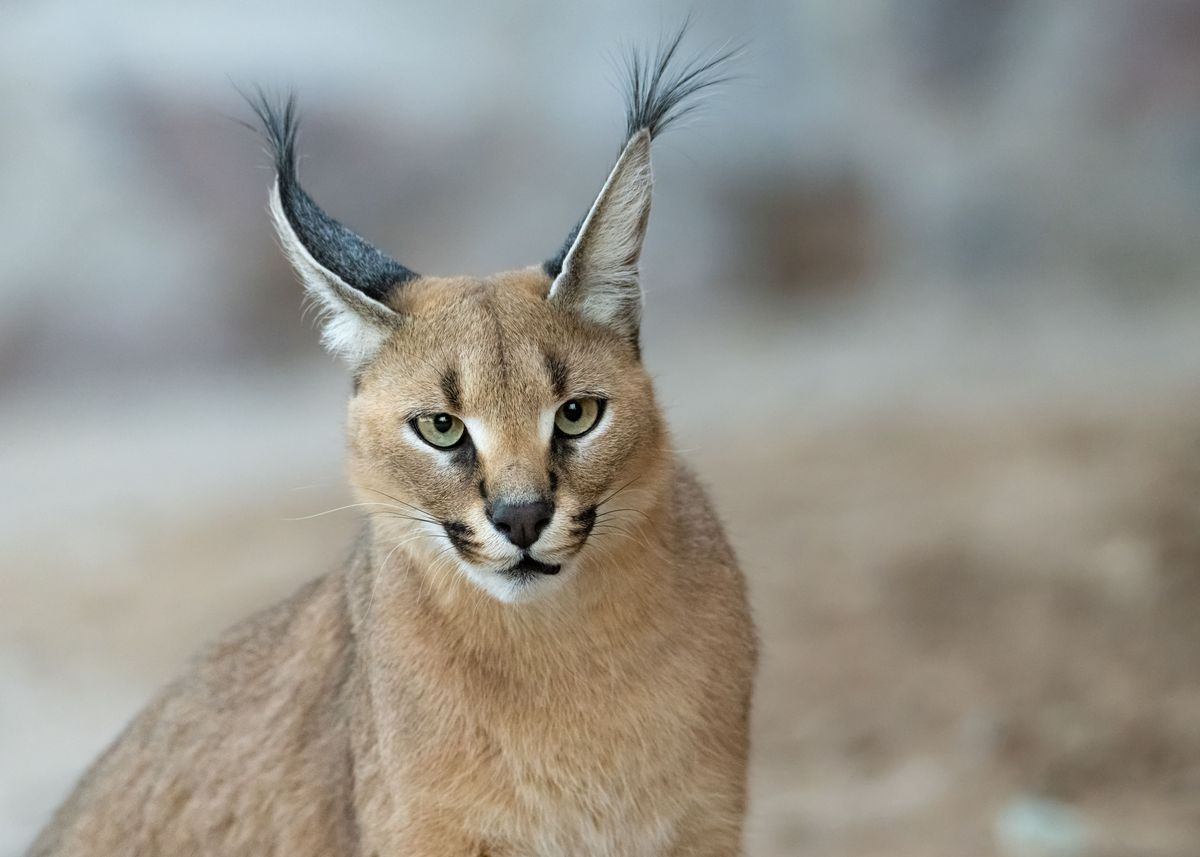 'Caracal portrait' Poster, picture, metal print, paint by Félix Furger ...