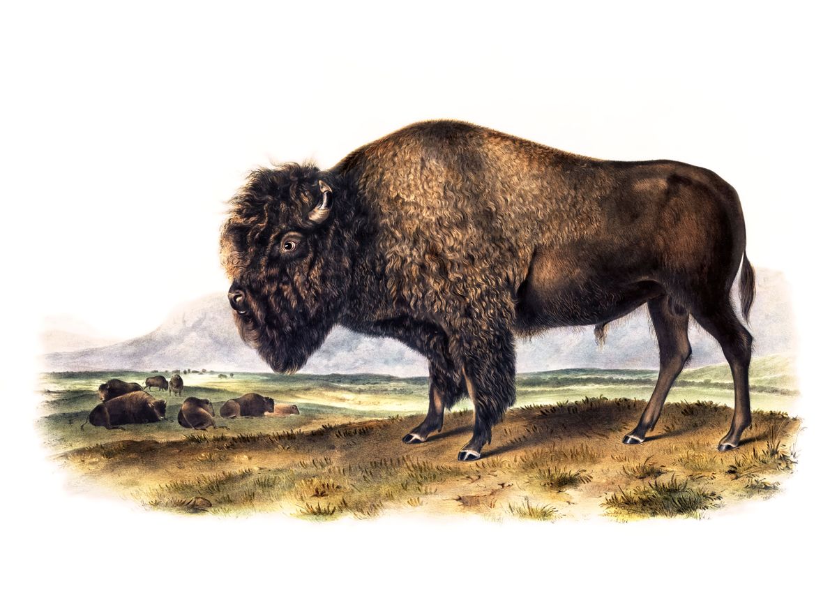 'American Bison' Poster, picture, metal print, paint by Mango Art ...