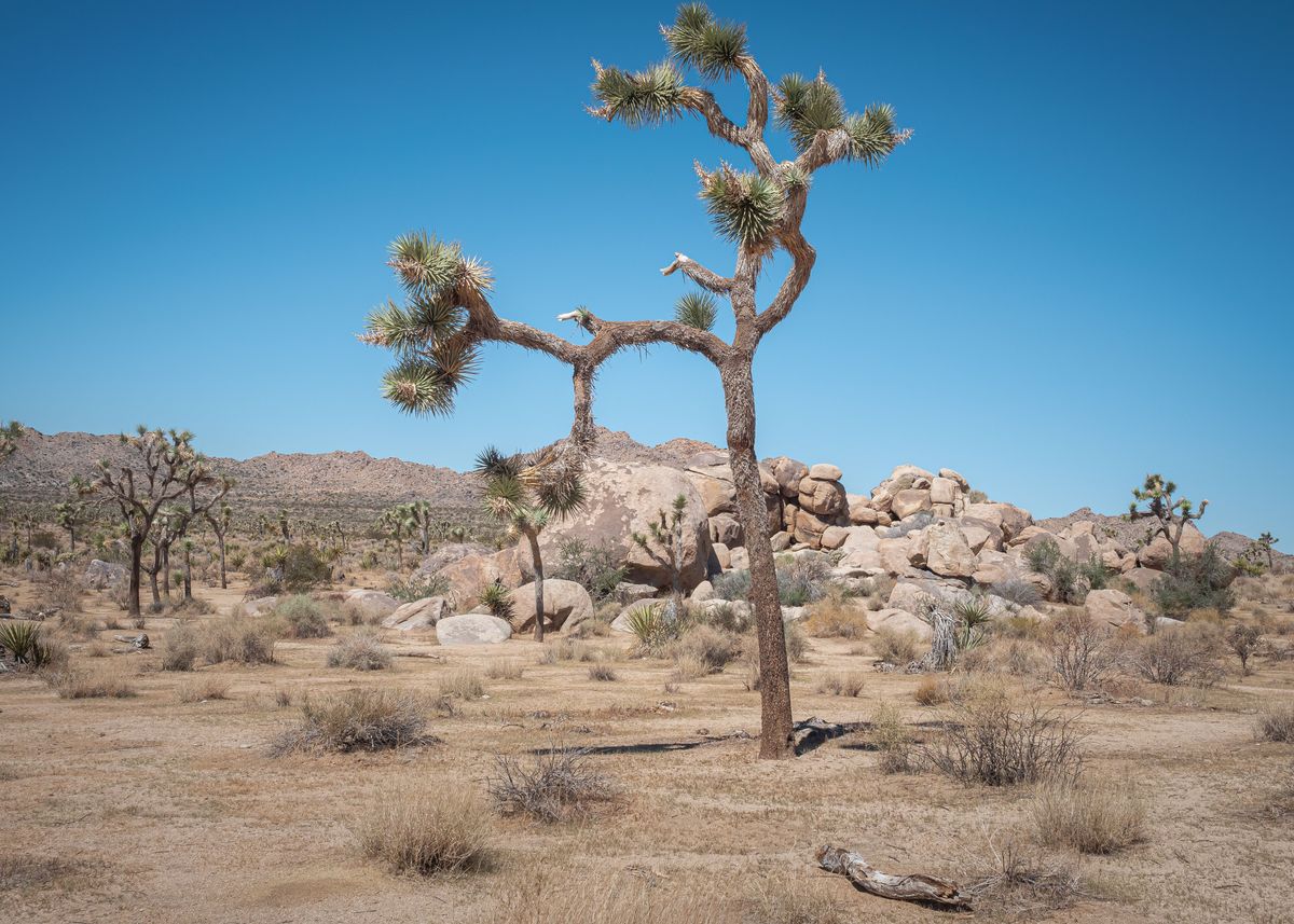 'Joshua tree NP' Poster, picture, metal print, paint by FF Shutter ...