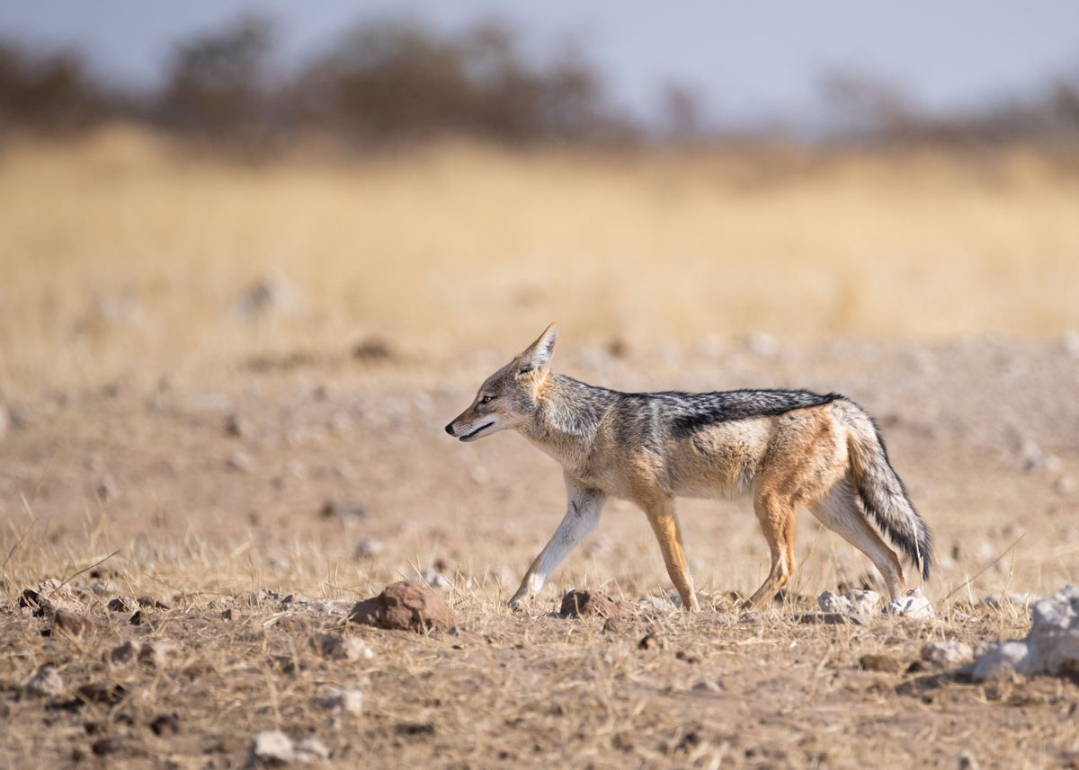 'Jackal in Namibia' Poster, picture, metal print, paint by Félix Furger ...