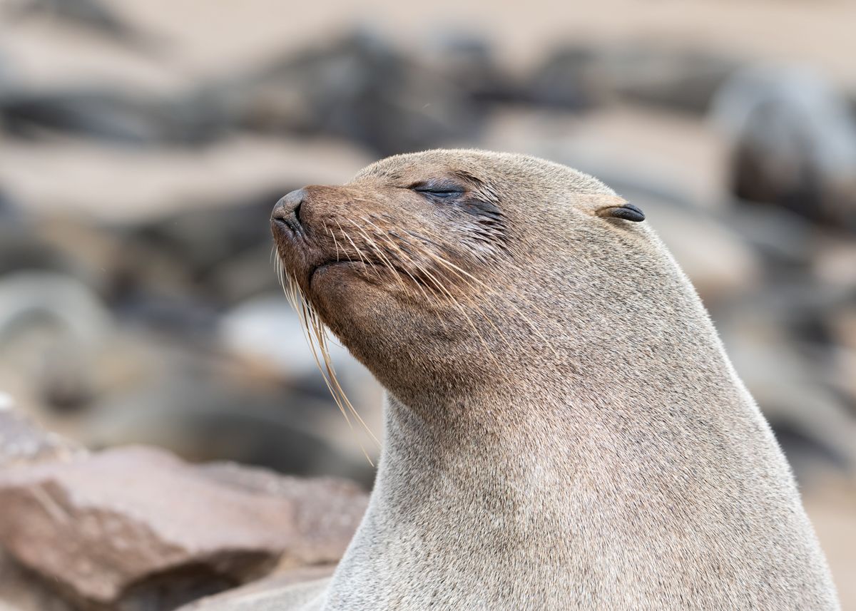'Eared seal portrait' Poster, picture, metal print, paint by Félix ...