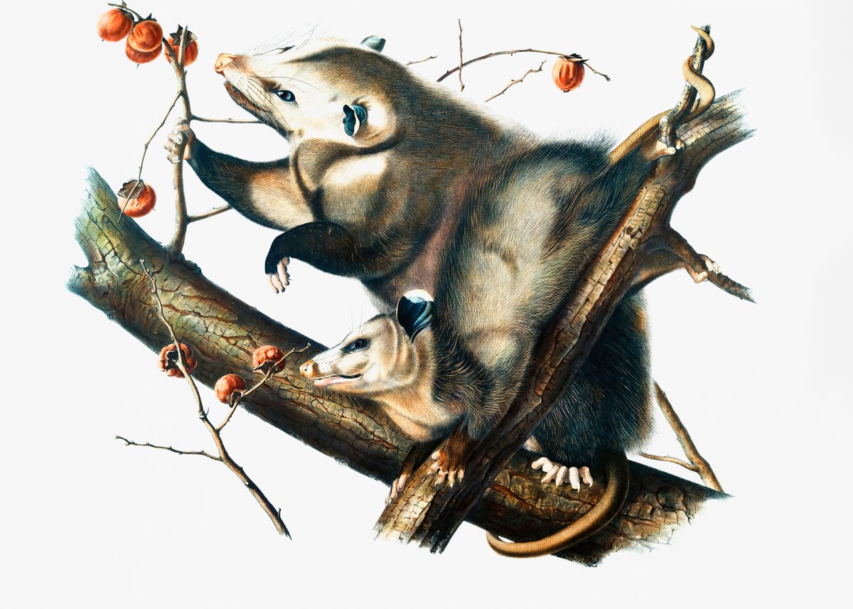 'Virginia Opossum' Poster, picture, metal print, paint by Mango Art ...