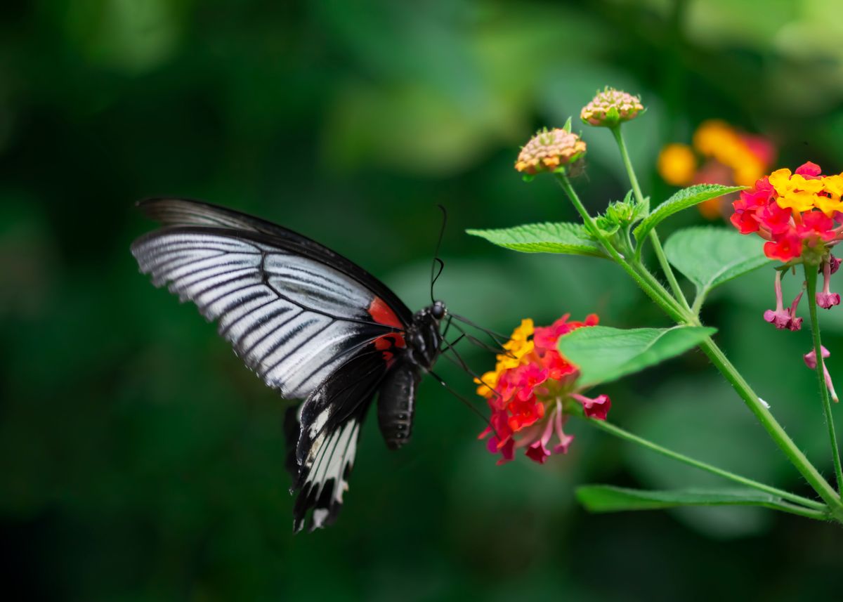 'Phoenix Butterfly' Poster, picture, metal print, paint by HanPing ...