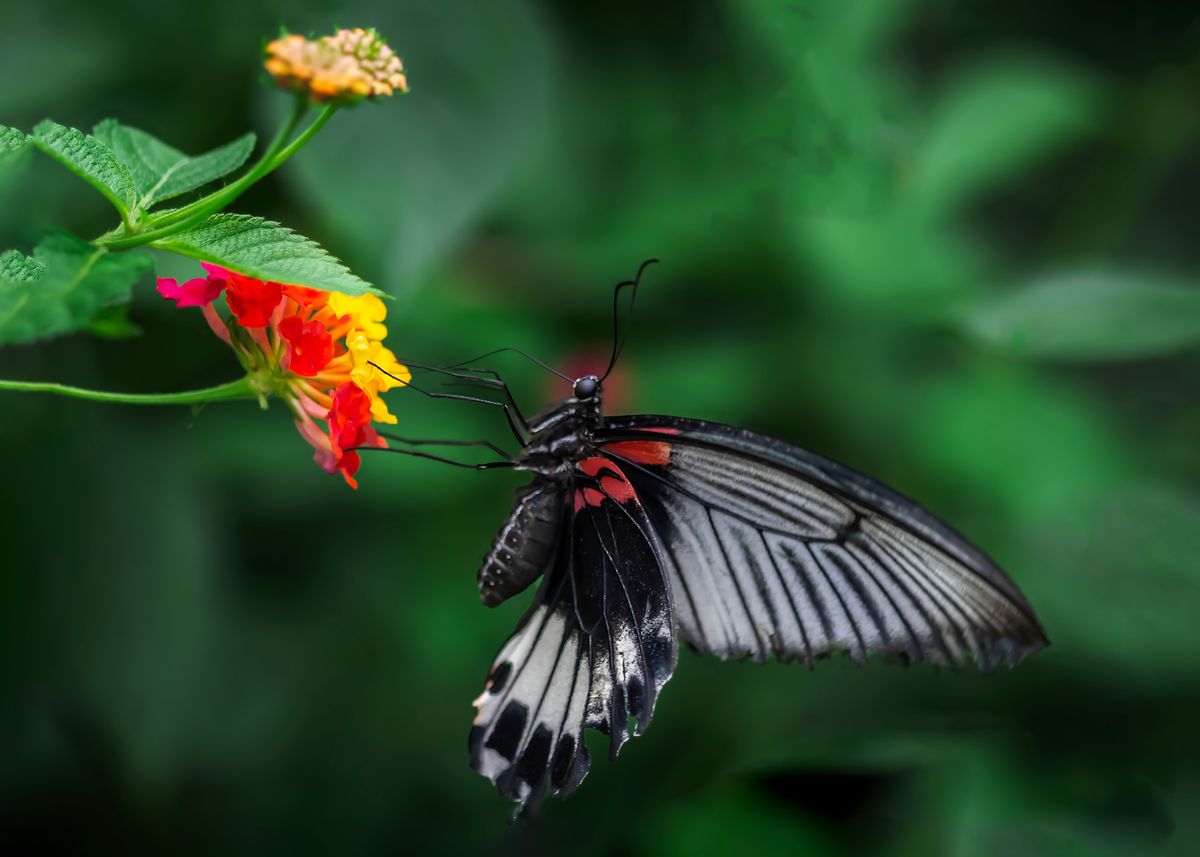 'Phoenix Butterfly' Poster, picture, metal print, paint by HanPing ...